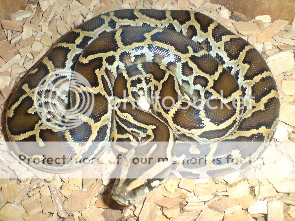 Female Burmese Python Setup (South Coast) | Reptile Forums