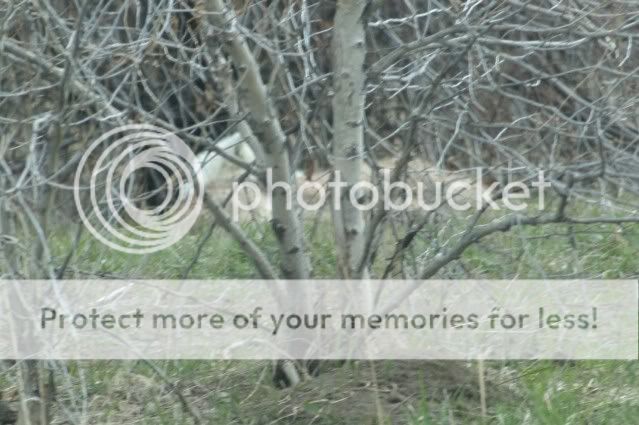 What do you see in this photo? Wolves! | Utah Wildlife Forum