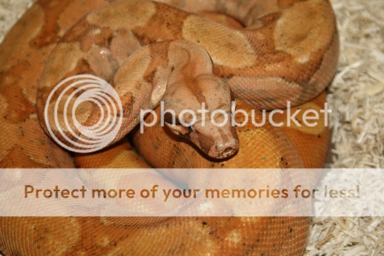 Sunset boa | Reptile Forums