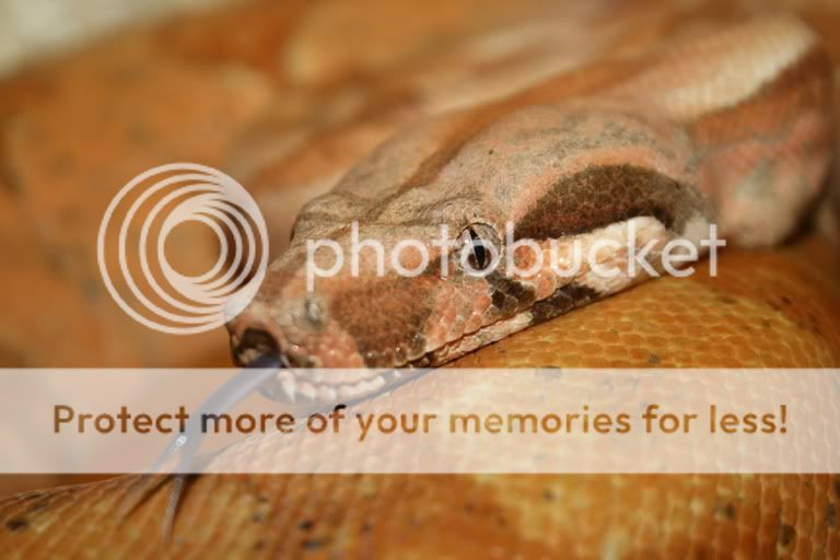 Sunset boa | Reptile Forums