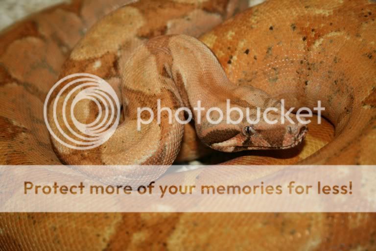 Sunset boa | Reptile Forums