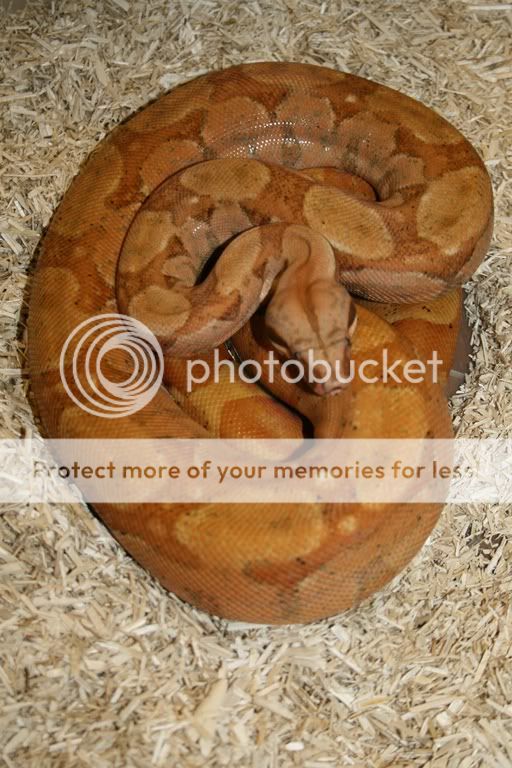 Sunset boa | Reptile Forums