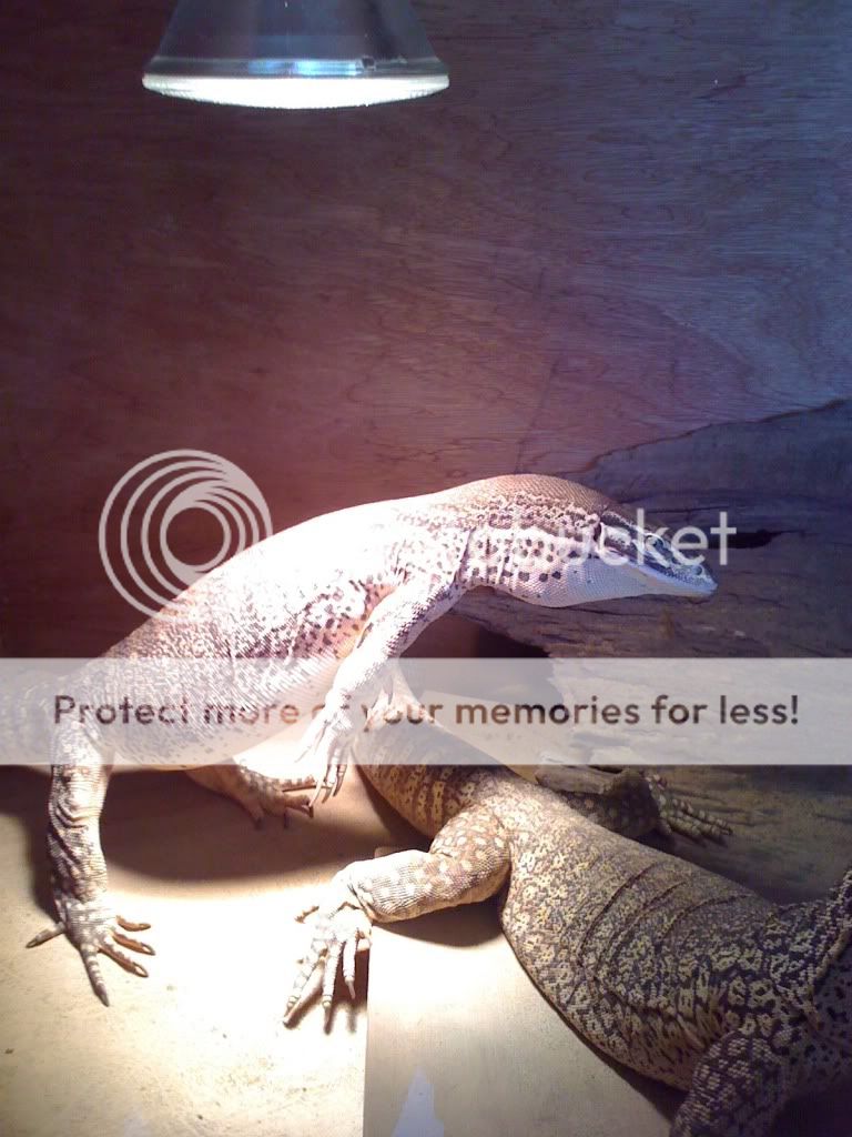 For Sale - Adult Female Argus | FaunaClassifieds