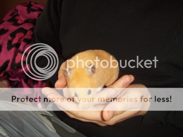 Deformed hamster - SURREY | UK Pet Forums Forum