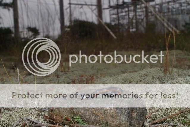 playing with the camera - Field Herp Forum