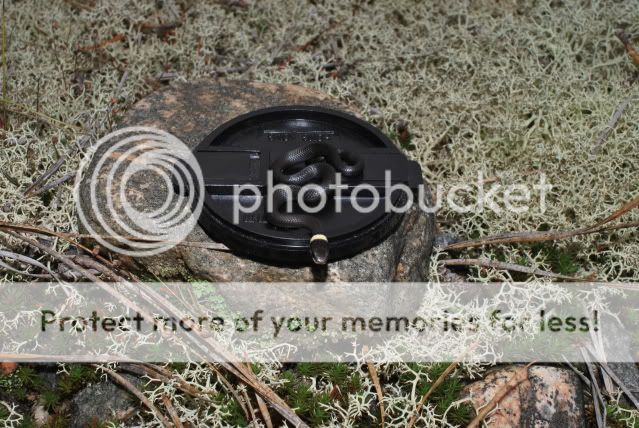 playing with the camera - Field Herp Forum