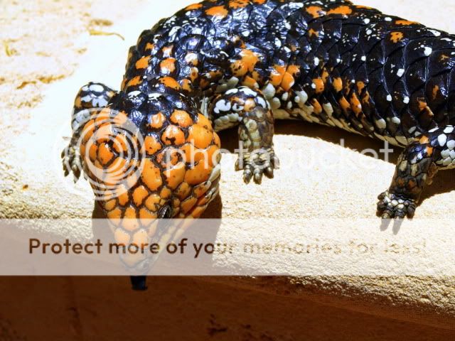 Shingleback breeders | Aussie Pythons & Snakes Forum