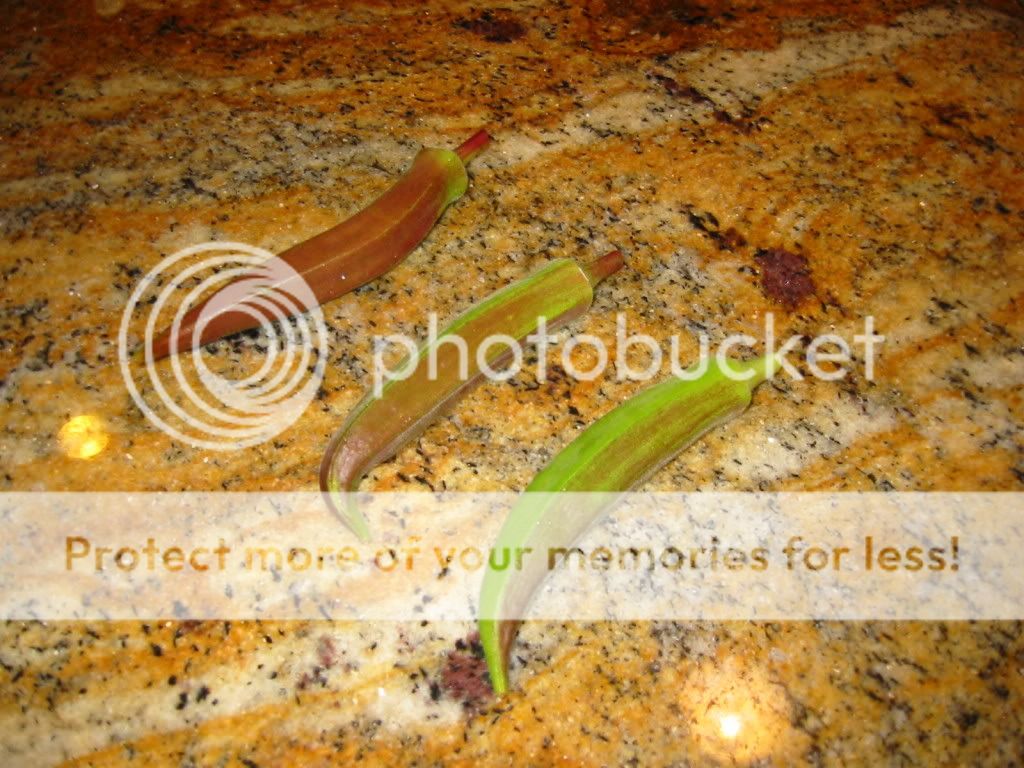 Baby Bubba Okra