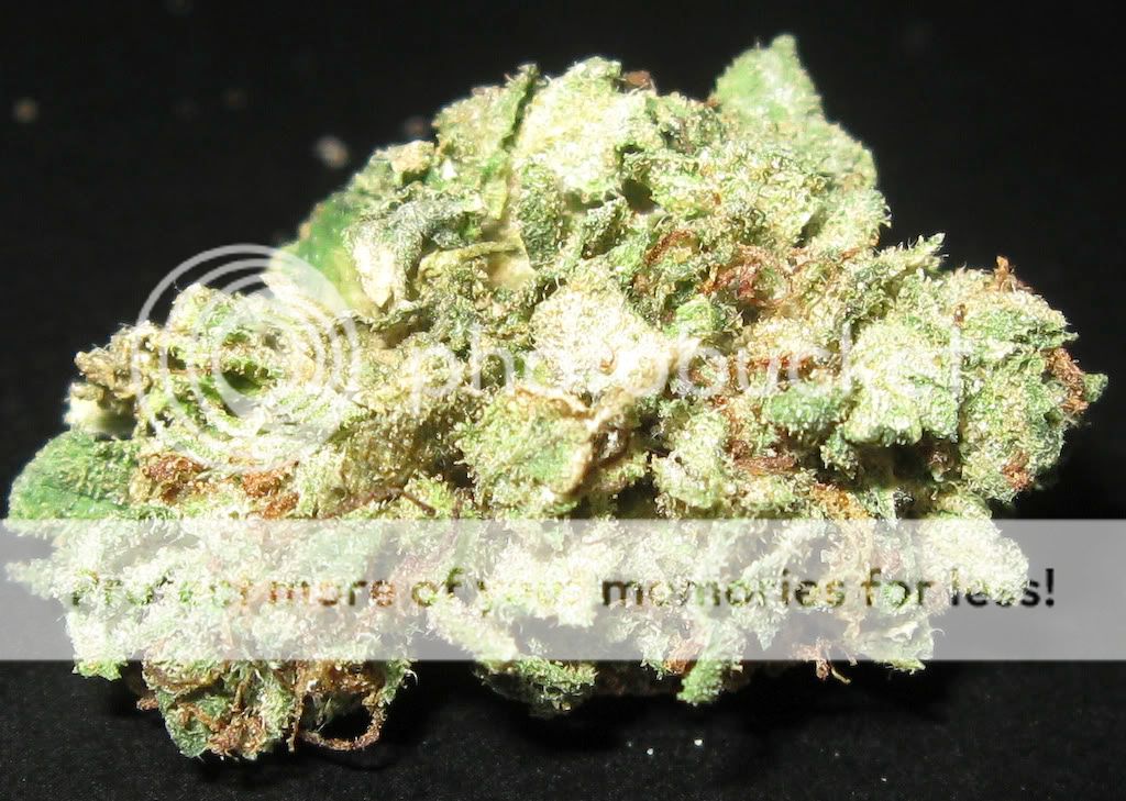 bc - BUTTER CHICKEN KUSH v. are u hungry? hindu kush | Page 2 ...