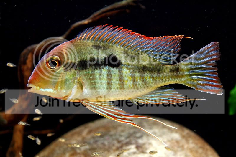 Geophagus Sp. Tapajos "red Head" | Fish Forum