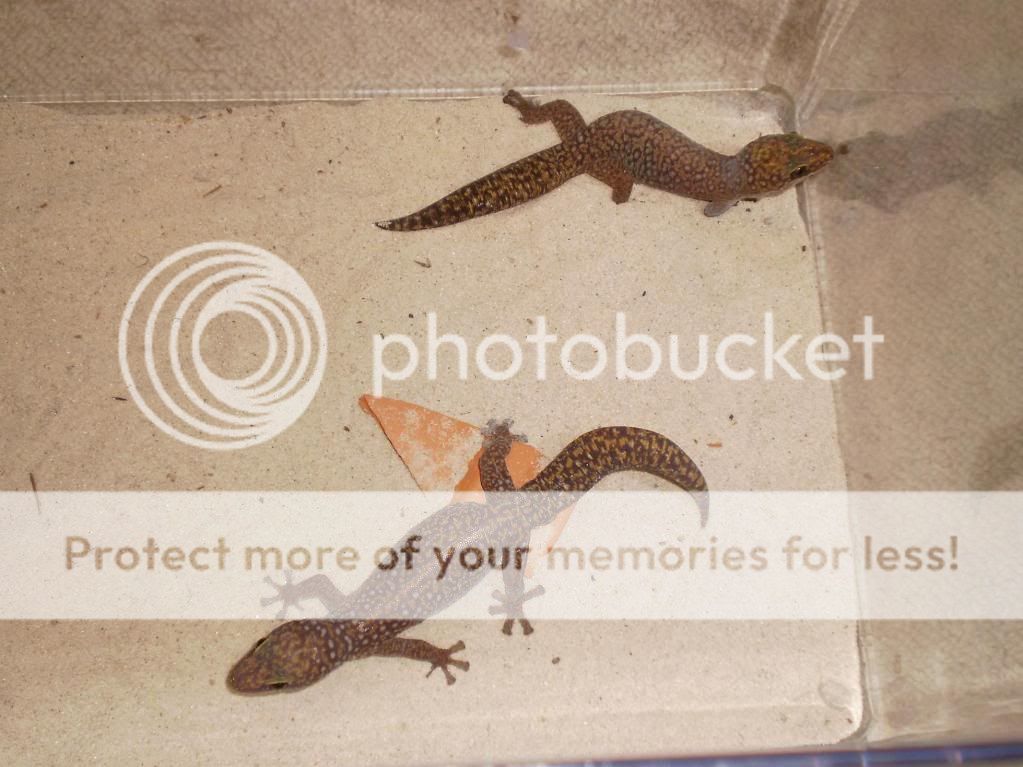 Breeding pair Southern Spotted Velvet Geckos | Aussie Pythons & Snakes ...