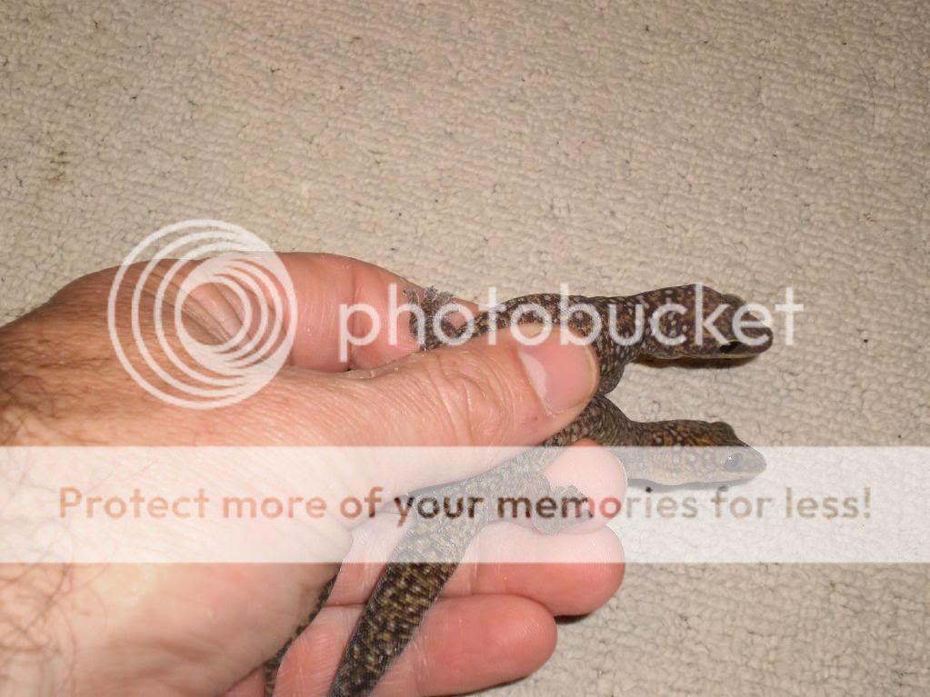 Breeding pair Southern Spotted Velvet Geckos | Aussie Pythons & Snakes ...