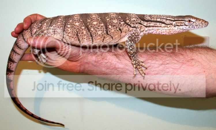 Varanus griseus | Reptile Forums