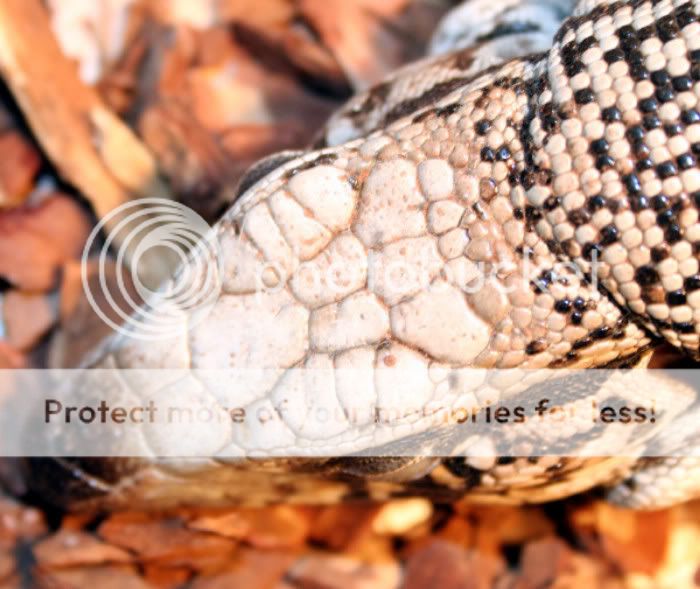 White headed blue tegu female | Reptile Forums