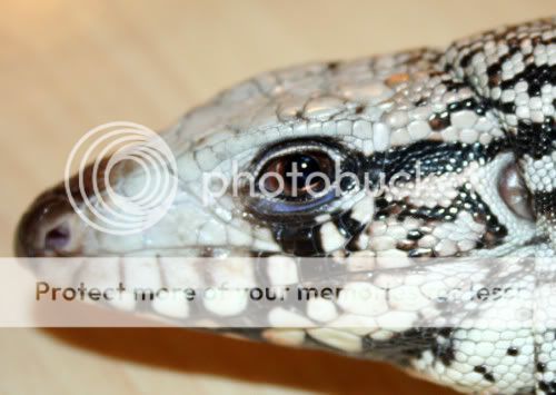 NE England - White headed blue tegu female | Reptile Forums