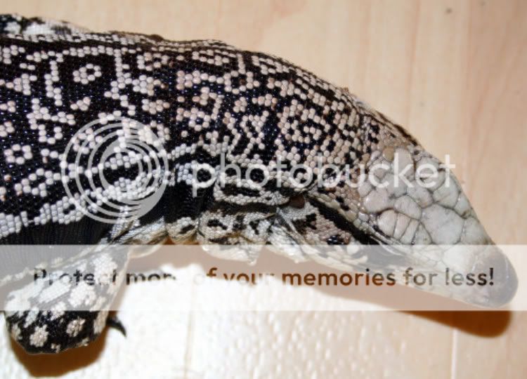 White headed blue tegu female | Reptile Forums