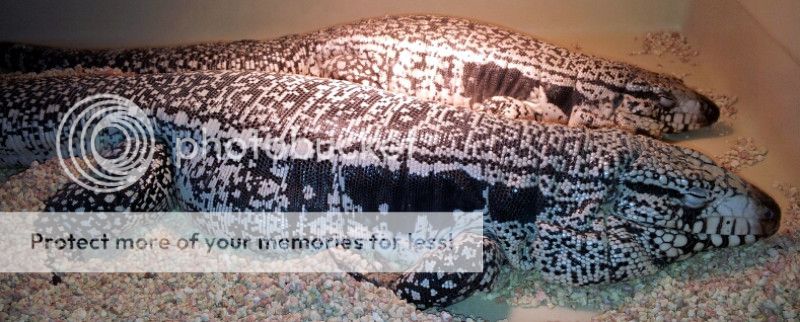 NE England - 1.1 Blue tegus HIGH WHITE | Reptile Forums