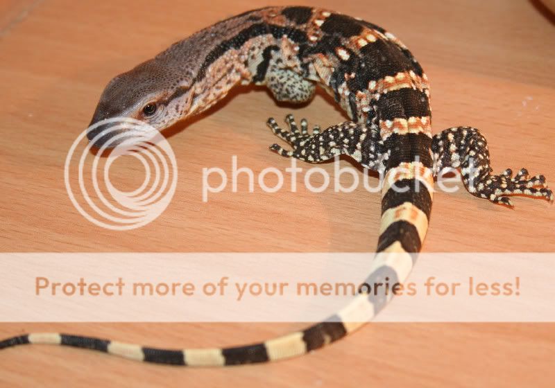 NE England - FIRST UK BREEDING Chocolate Cape Banded White Throat ...