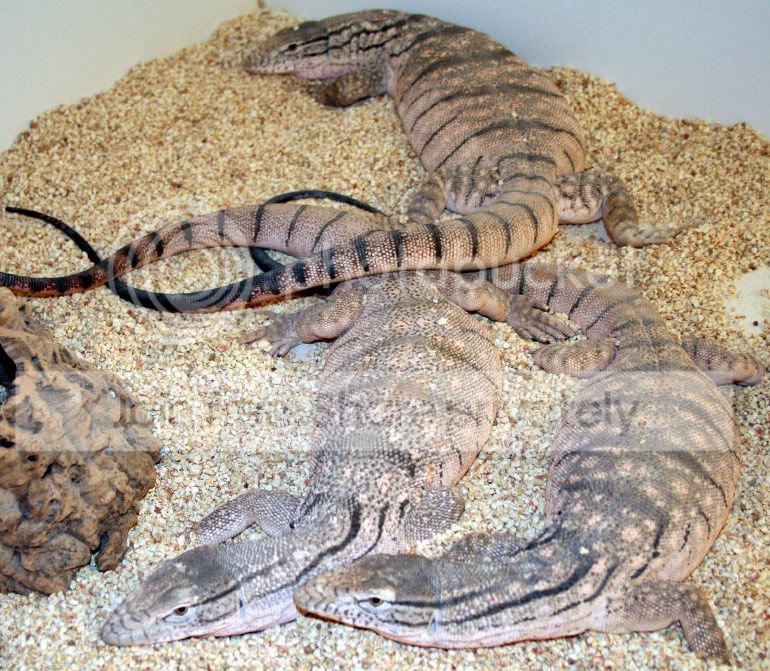 Varanus griseus | Reptile Forums