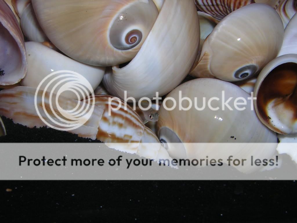 New Cyps and Multies | Cichlid Fish Forum