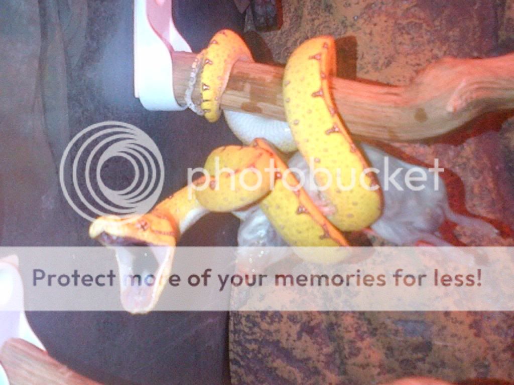 Green Tree Python | Reptile Forums