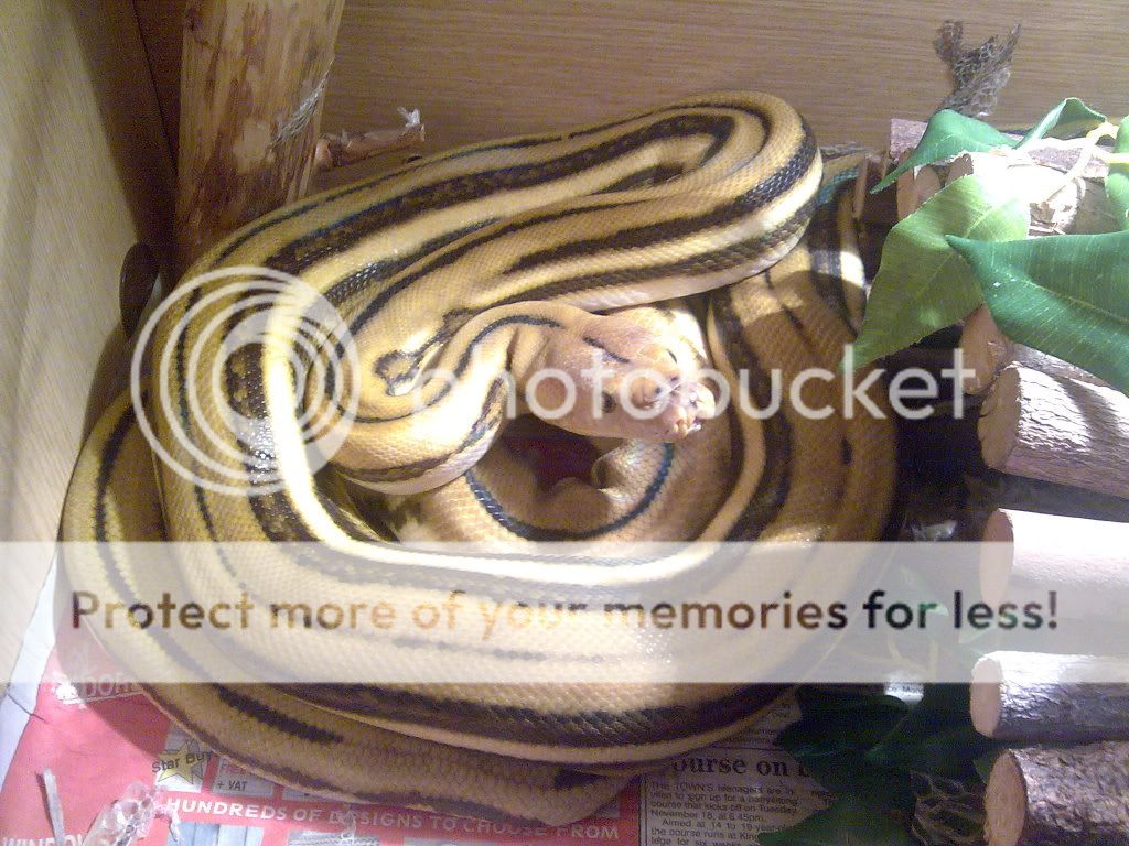 super tiger retic male breeding age(west midands) | Reptile Forums