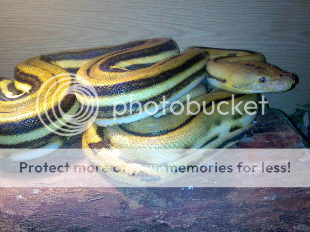 super tiger retic male breeding age(west midands) | Reptile Forums