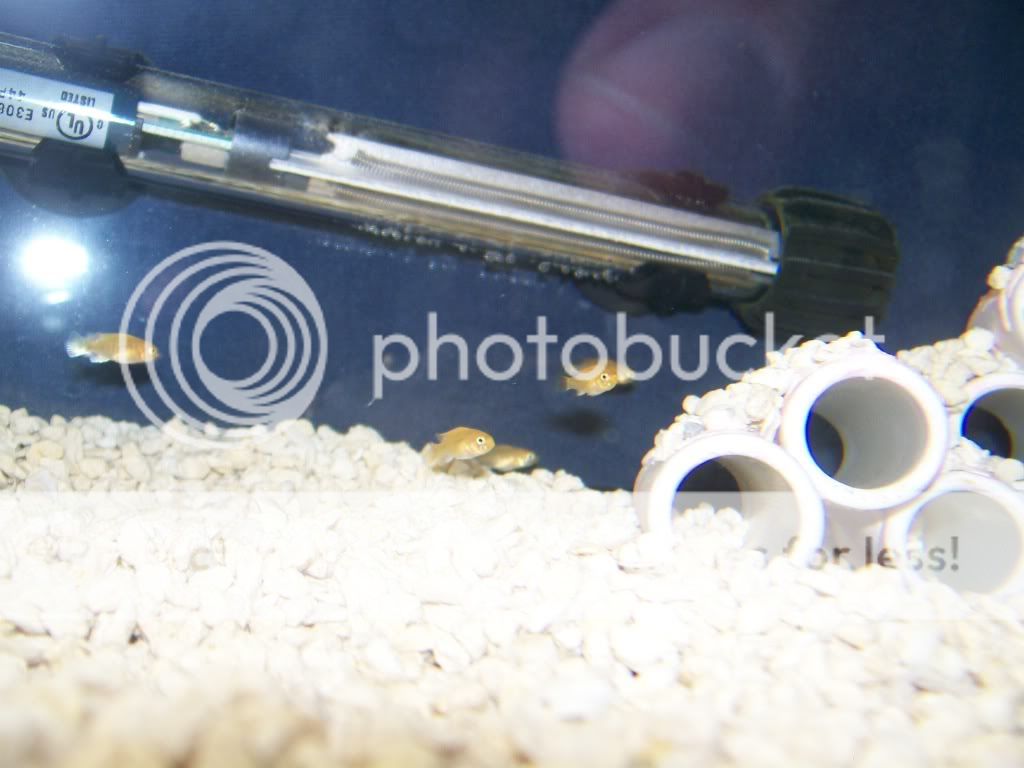 Post pics of Yellow Lab fry/ Question about quality | Cichlid Fish Forum